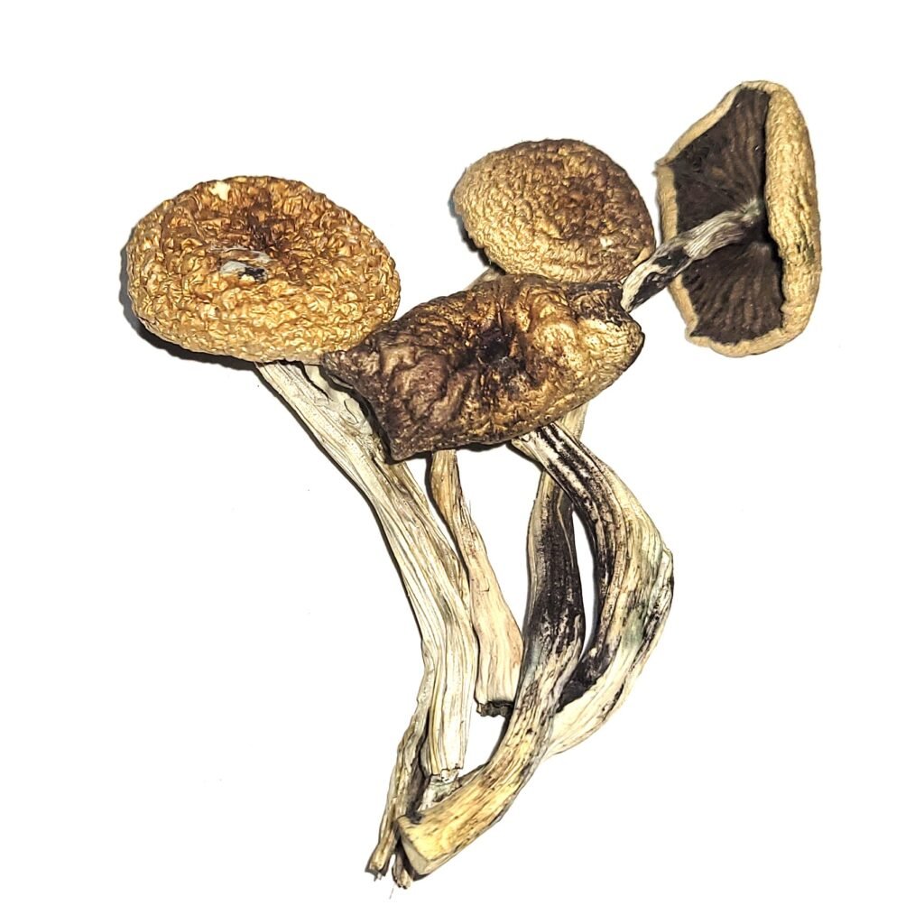B+ Mushrooms | Magic Mushrooms | Psychedelic Mushrooms